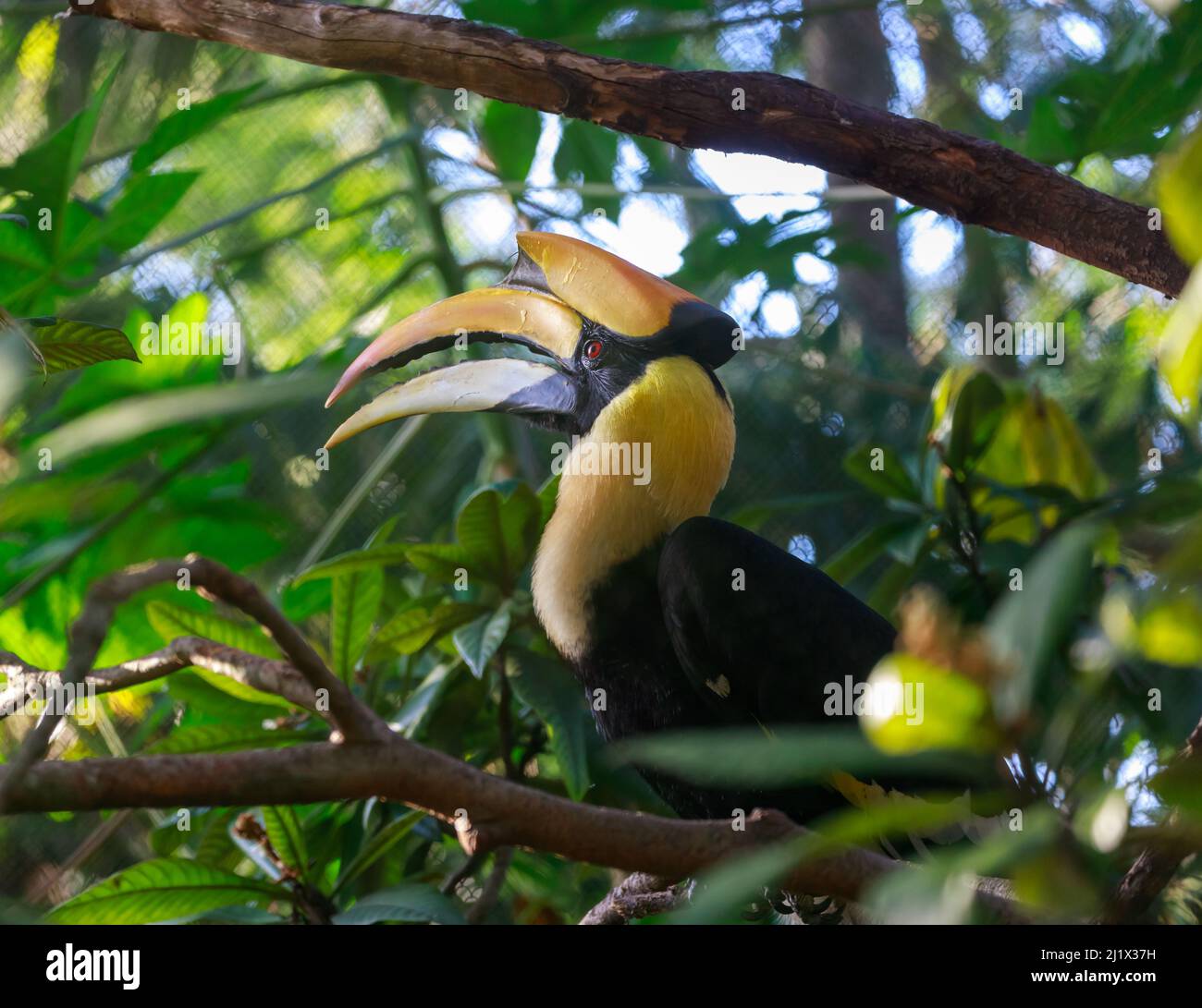 A two-horned Kalao sits on a branch in the rainforest Stock Photo - Alamy