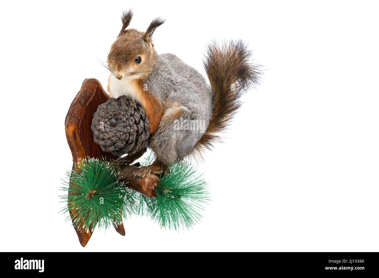 Stuffed Taxidermy Squirrel on branch mount of decorative wall panel on ...
