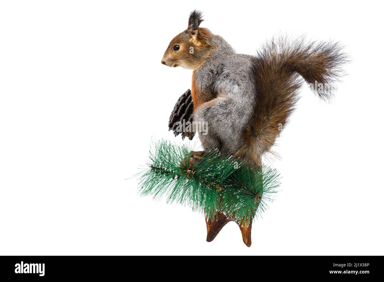Stuffed Taxidermy Squirrel on branch mount of decorative wall panel on ...