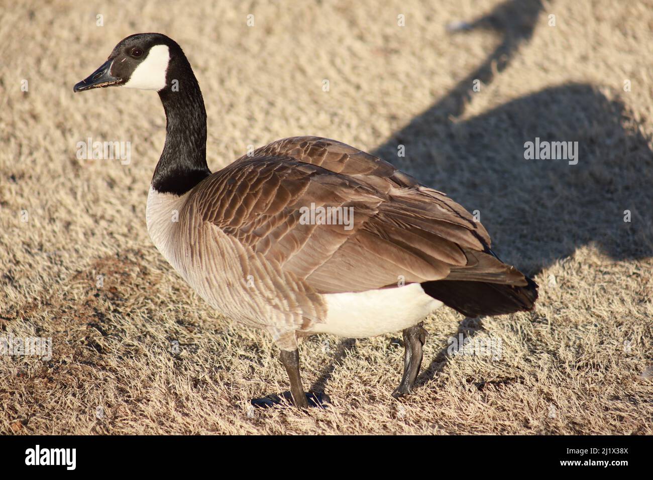 A Canadian goose in a rural area in sunny weather on a blurred ...