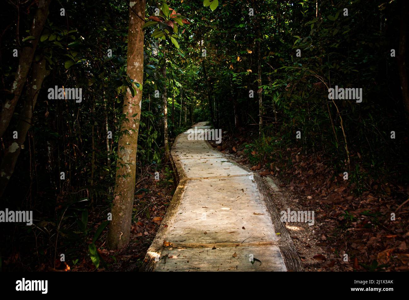 Deep jungle hi-res stock photography and images - Alamy