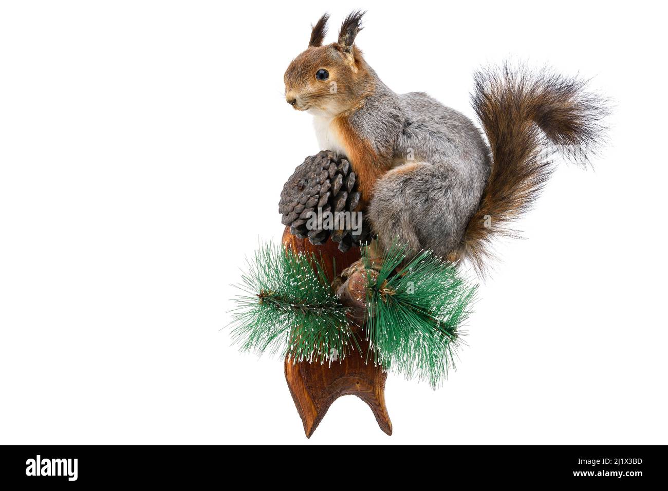 Stuffed Taxidermy Squirrel on branch mount of decorative wall panel on ...