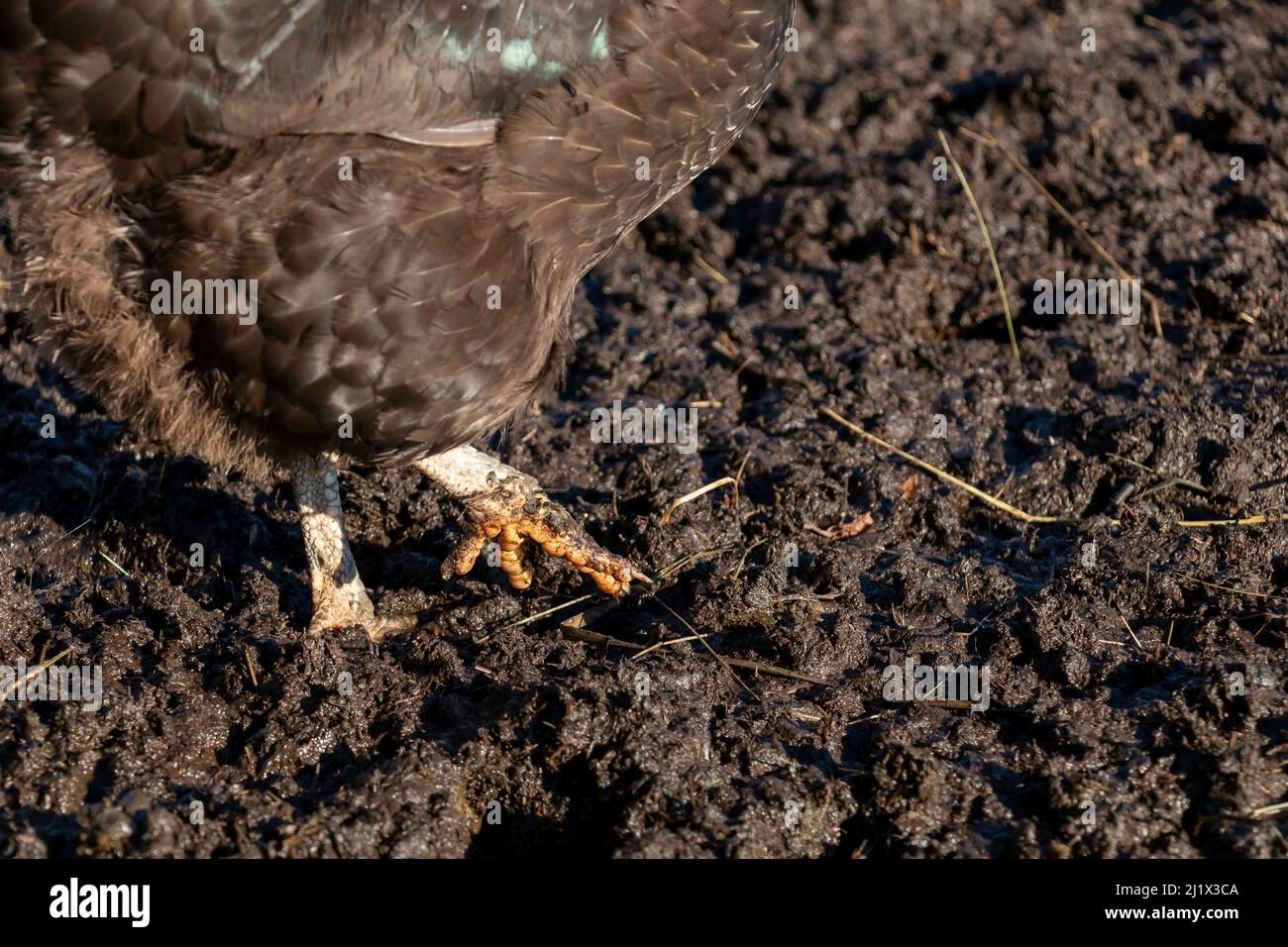 Chicken bird walking outdoors in the dirt of natural poultry farm ...