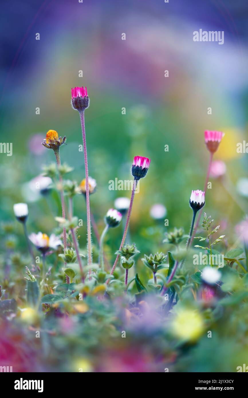 Vertical photograph of daisies in the field, with fantasy colors and ...