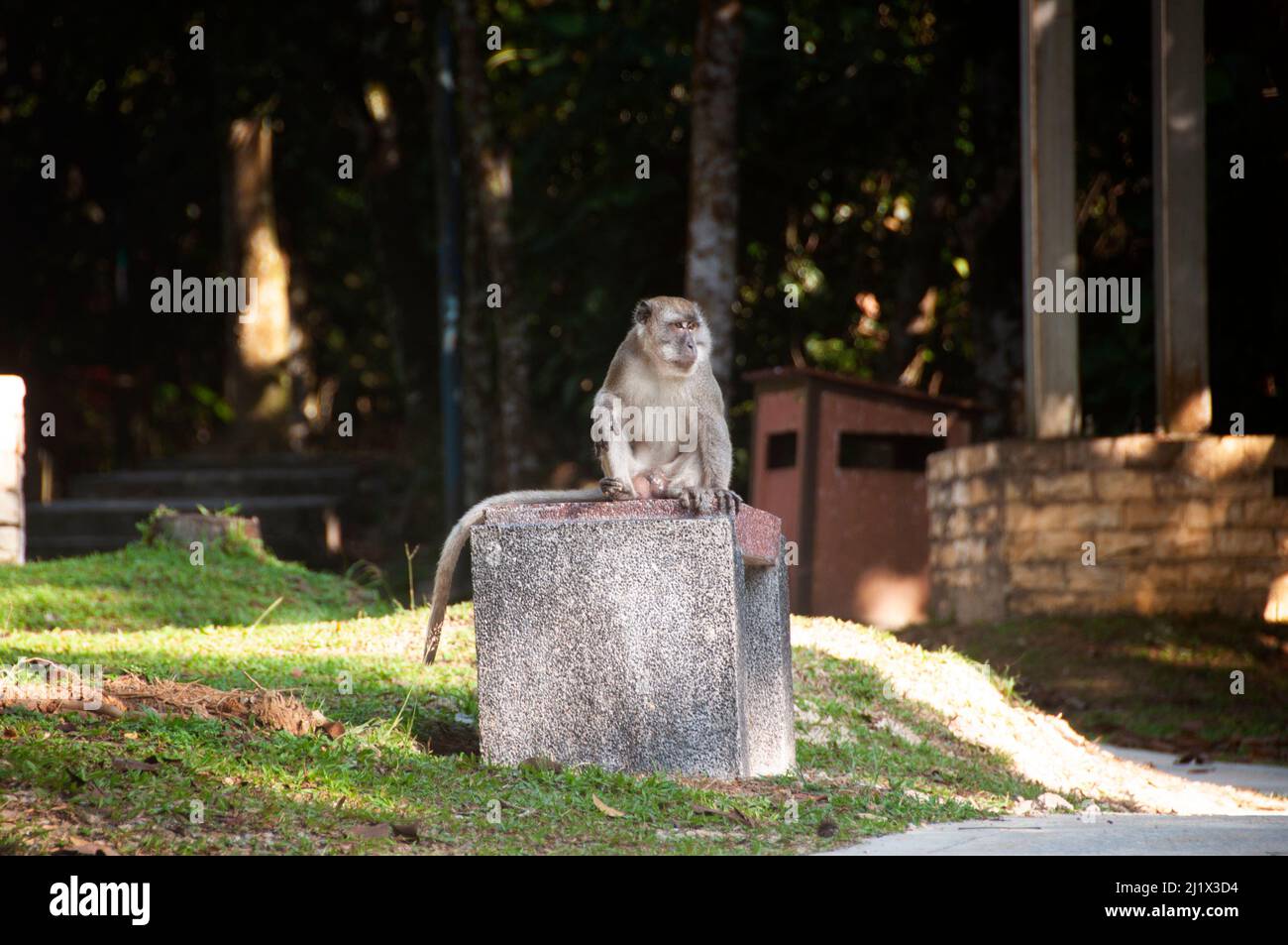 Monkey sitting on marble bench in a preserve forest in Asia. Animal ...