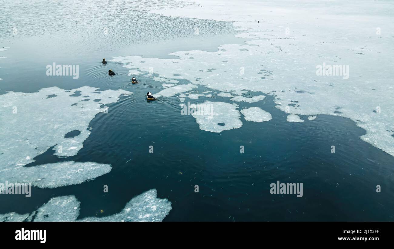 An icy pond with wood ducks swimming through the ice Stock Photo - Alamy