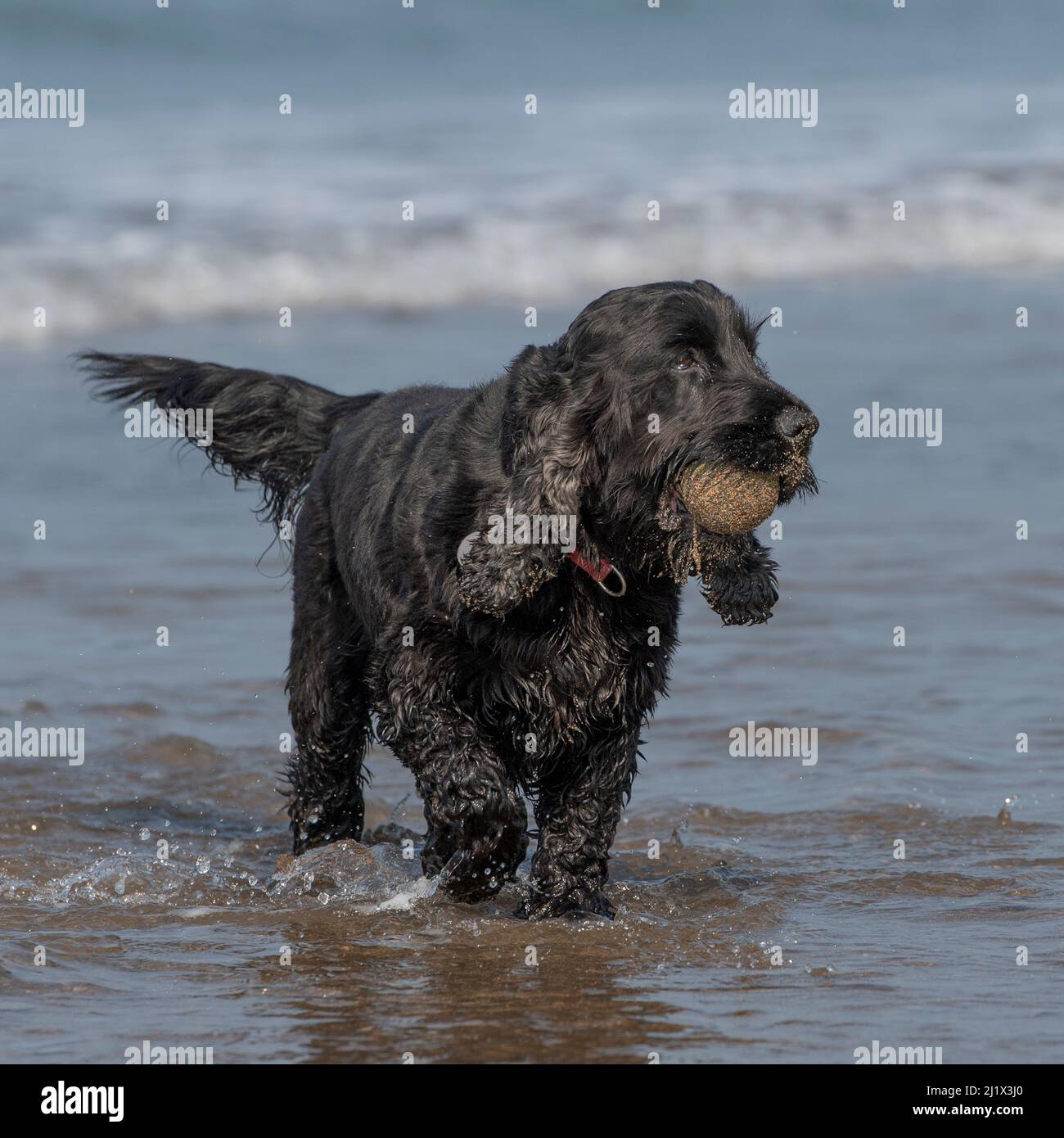 English Cocker spaniel carrying ball Stock Photo - Alamy