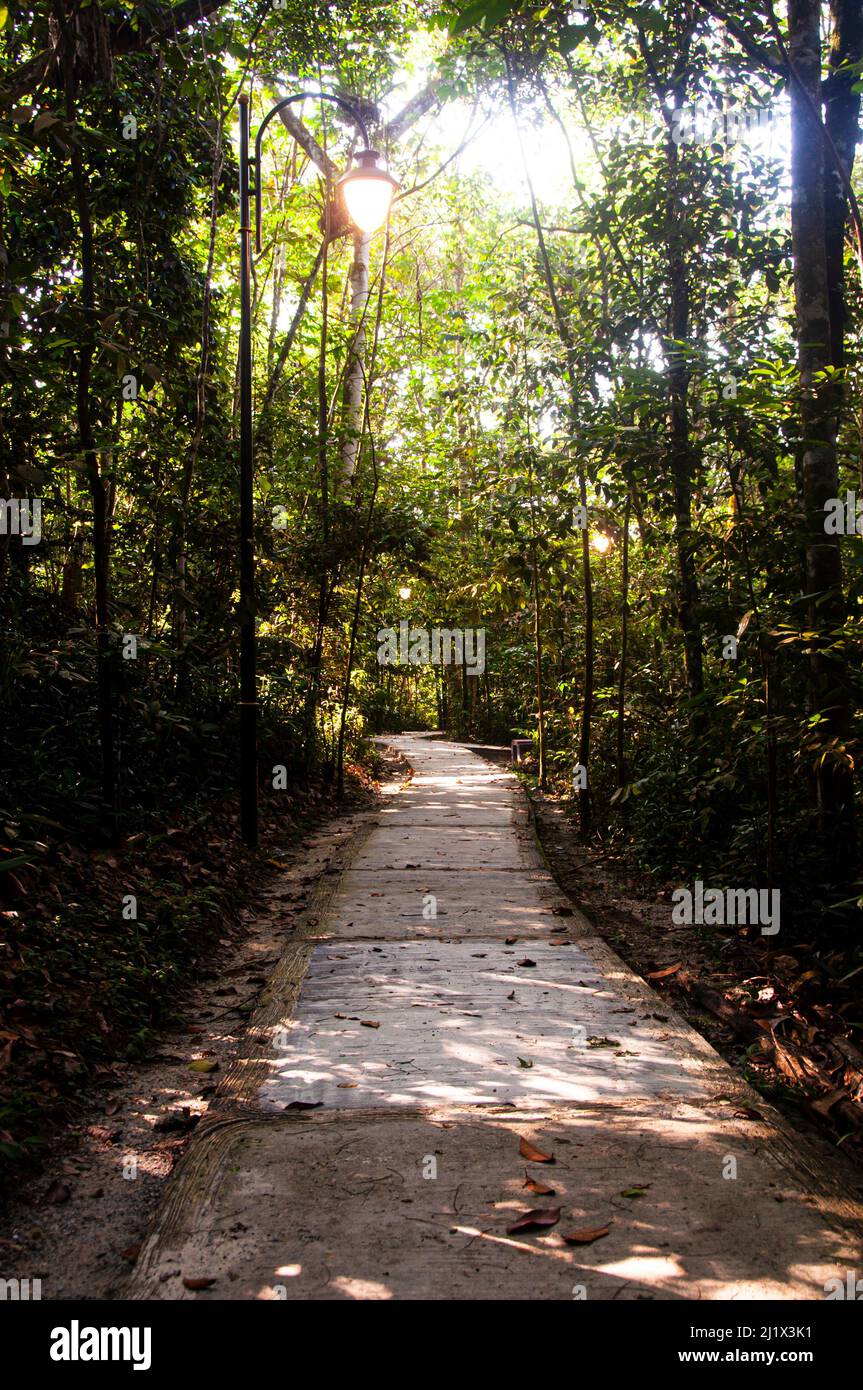 View of pathway to deep jungle. Landscape concept Stock Photo - Alamy