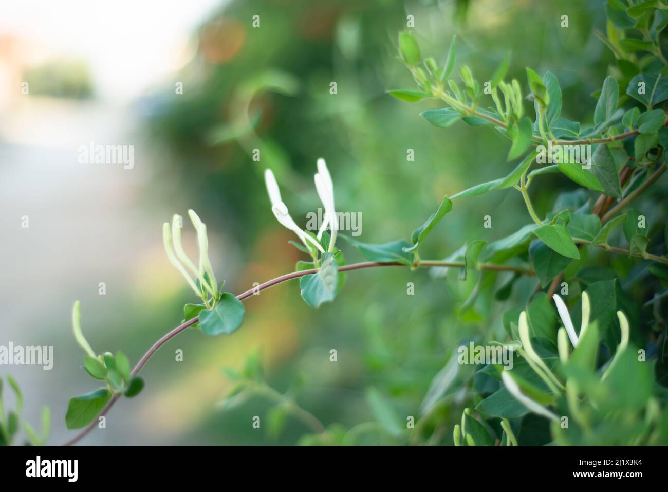 Branches with white buds. Spring. Flowering plants. bushes. Nature is ...