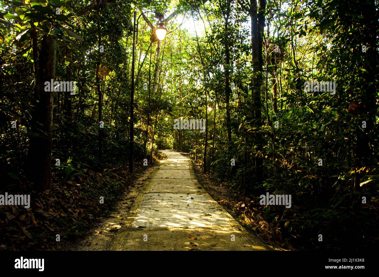 Pathway to the jungle hi-res stock photography and images - Alamy
