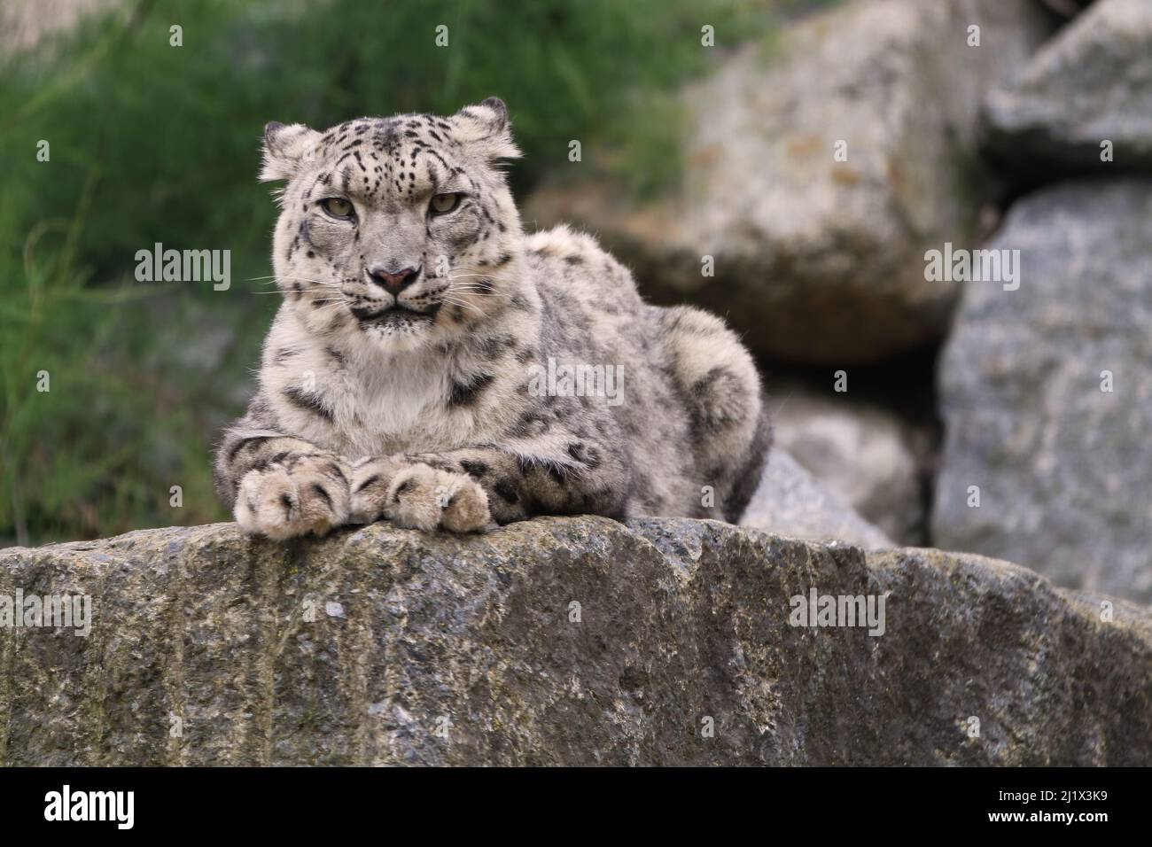 A Snow Leopard wonders what all the fuss is about at Banham Zoo ...