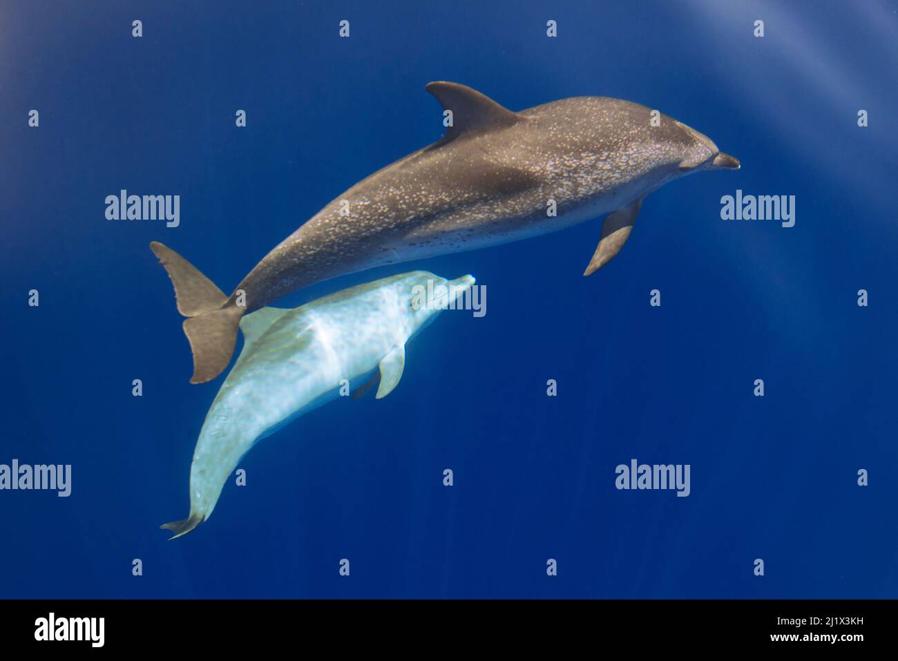 Atlantic spotted dolphin (Stenella frontalis) adult and juvenile near ...