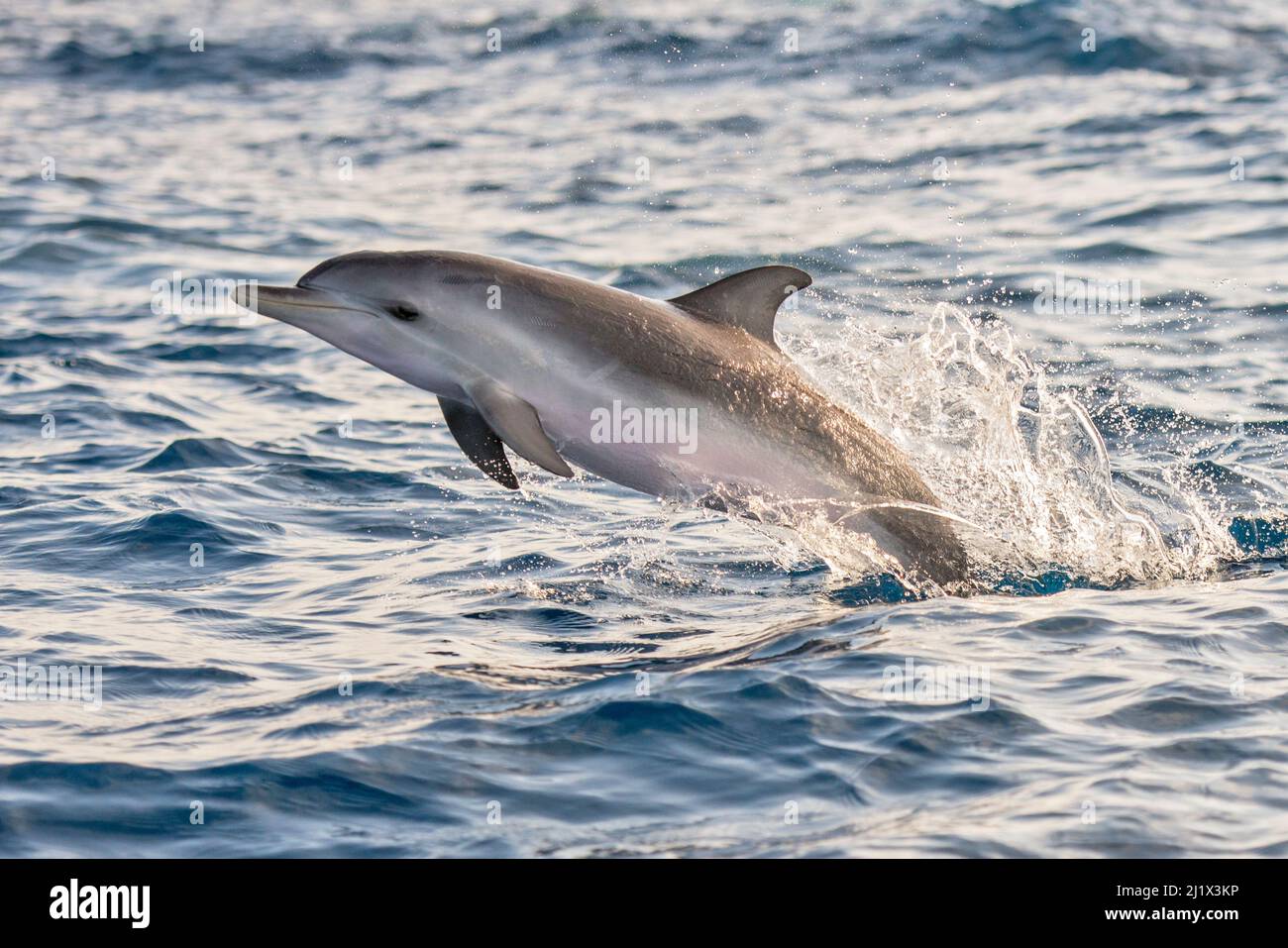 Atlantic Spotted Dolphin Baby