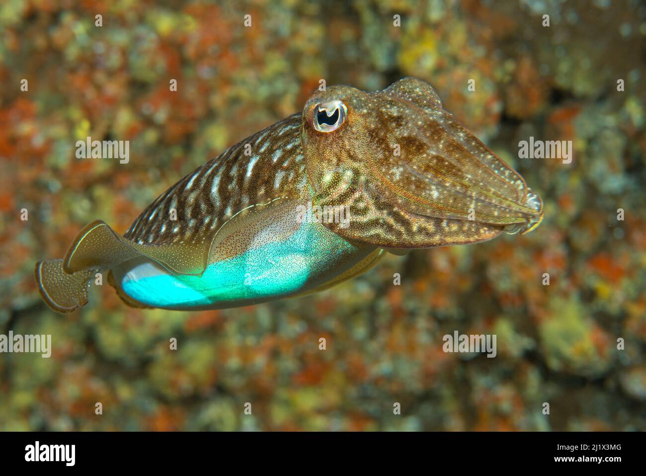 Bright common cuttlefish hi-res stock photography and images - Alamy