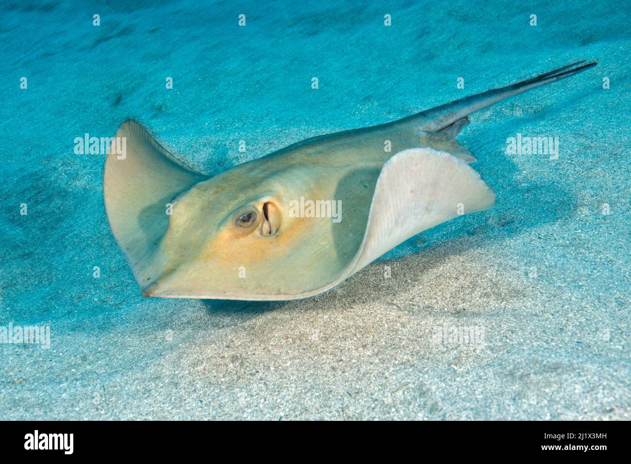 Roughtail stingray (Dasyatis centura) on sea floor, Tenerife, Canary ...