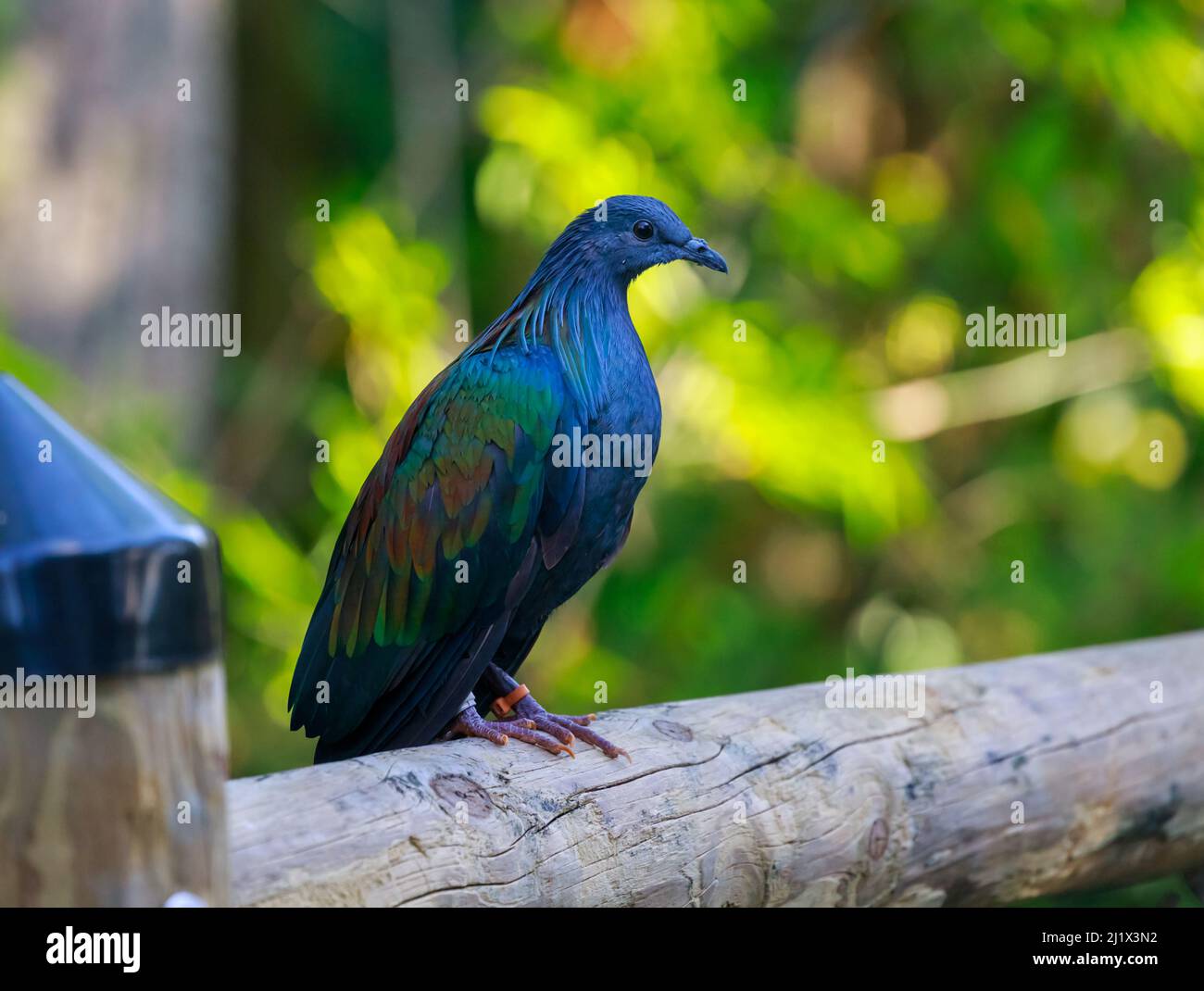 A the maned pigeon is one of the most beautiful pigeons, its plumage ...