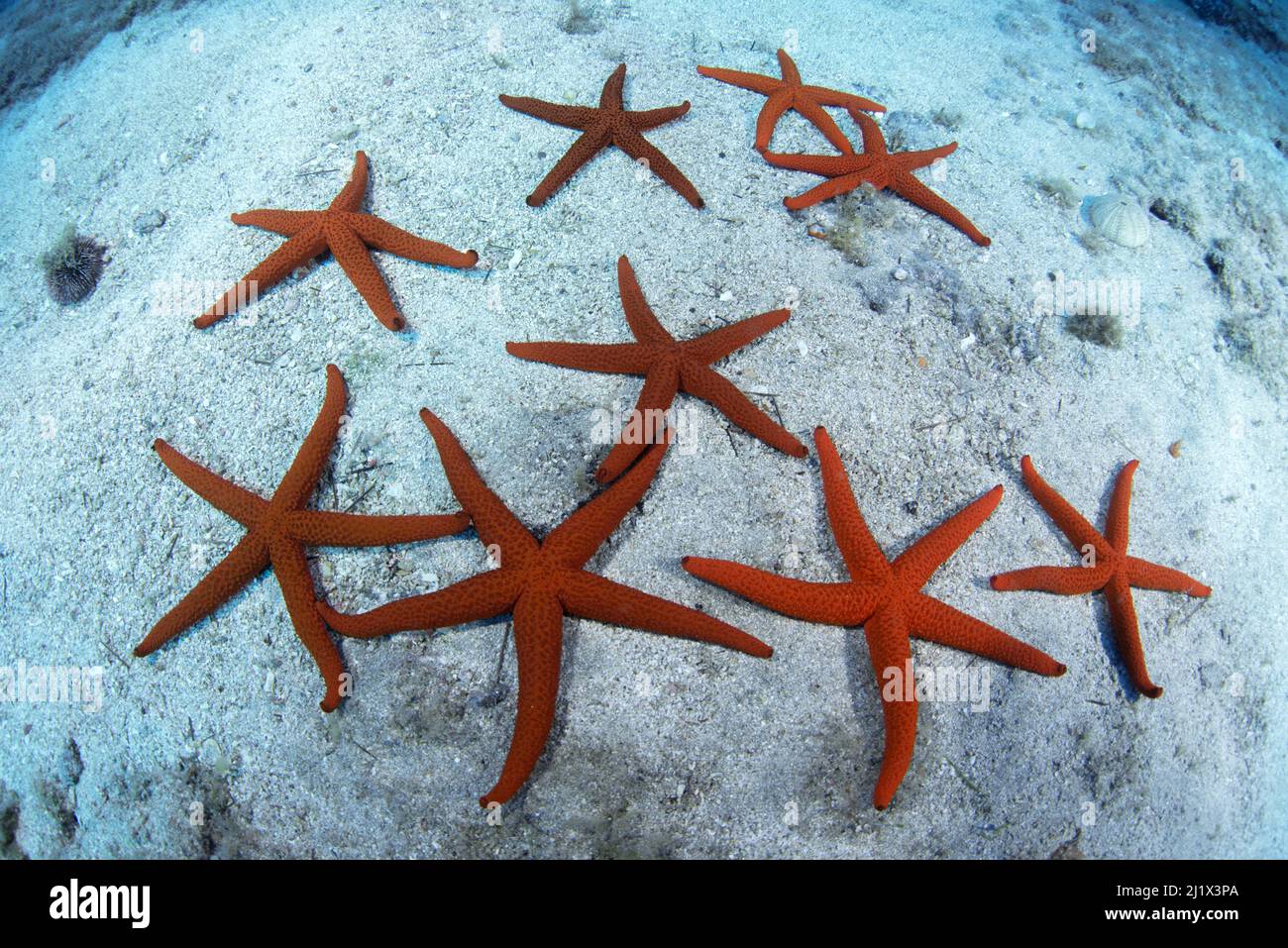 Starfish echinaster sepositus hi-res stock photography and images - Alamy