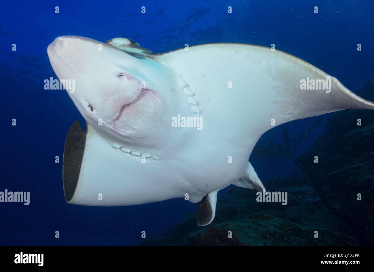 Duckbill ray (Pteromylaeus bovinus) Tenerife, Canary Islands Stock ...
