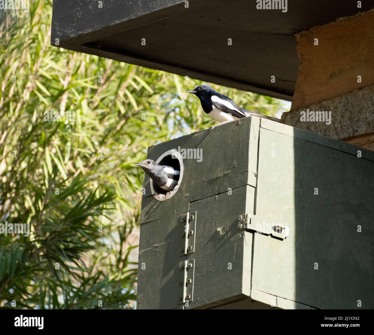 Oriental Magpie Robin (Copsychus saularis) - pair in nest box ...
