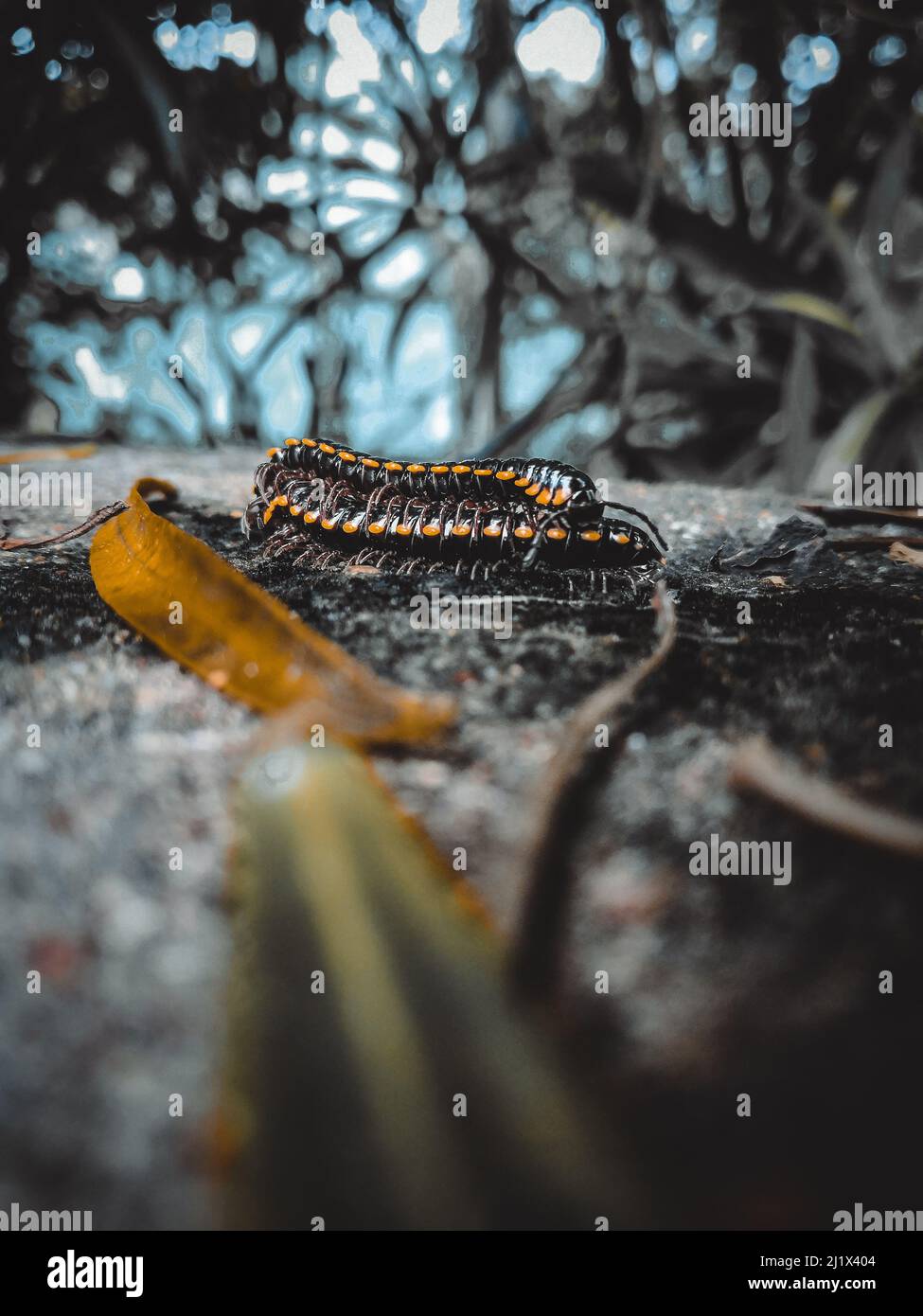 Thousand leg insects hi-res stock photography and images - Alamy