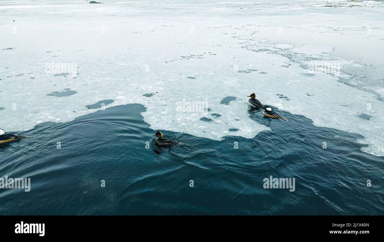 An icy pond with wood ducks swimming through the ice Stock Photo - Alamy