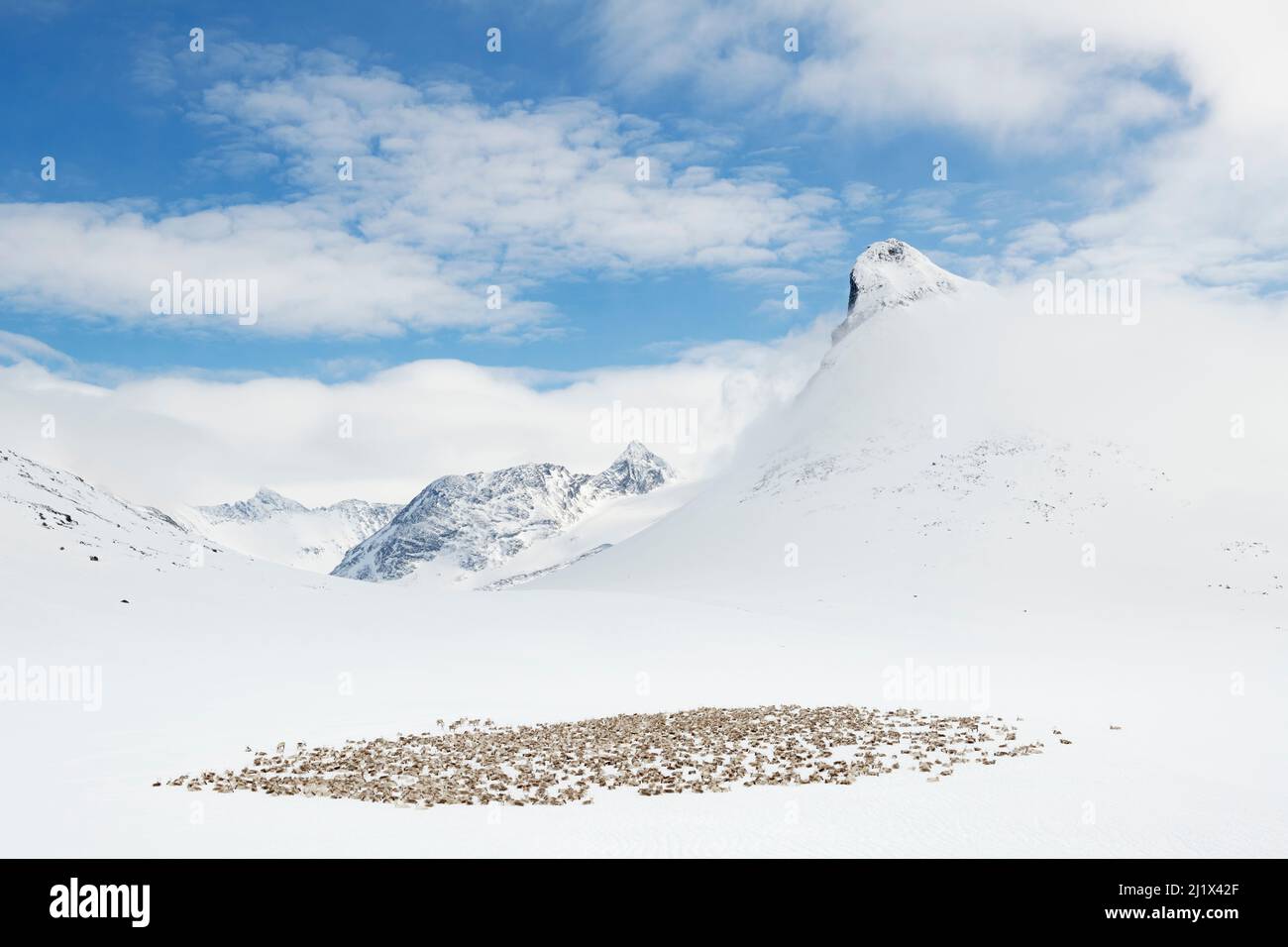 Reindeer herders moving a large flock of semi-domesticated Reindeer ...