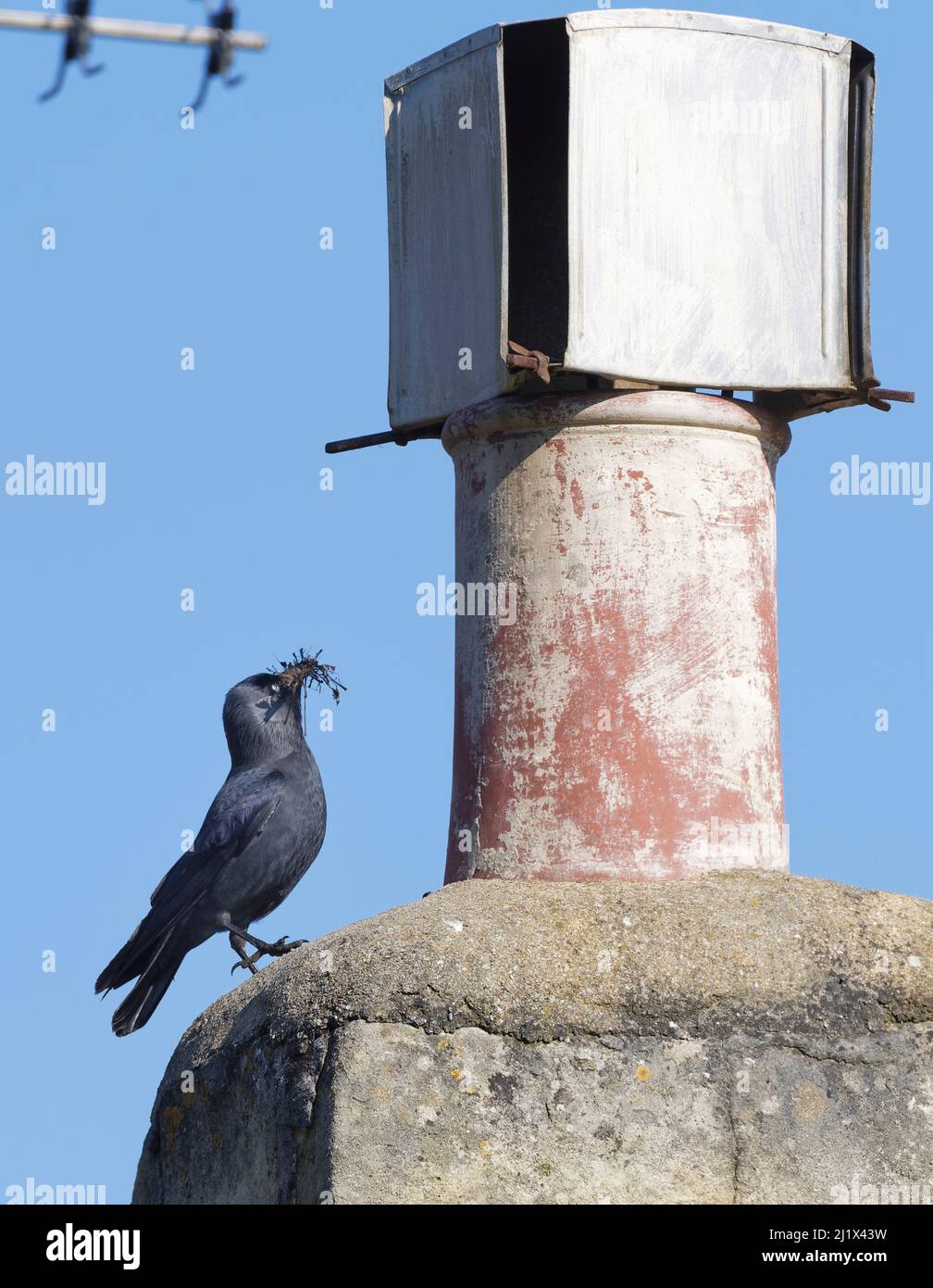 Jackdaw (Corvus monedula) standing beside a chimney pot it is nesting ...