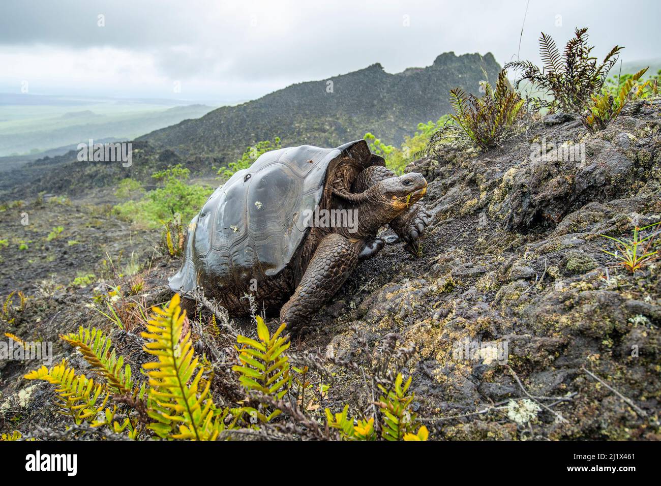 Wolf giant tortoise (Chelonoidis becki) in habitat. Hybrids of mixed ...