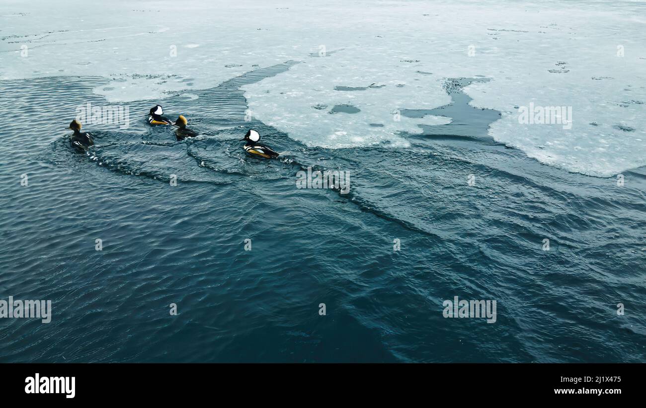 An icy pond with wood ducks swimming through the ice Stock Photo - Alamy