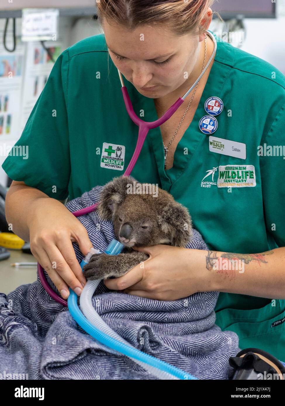 Koala (Phascolarctos cinereus) female aged 12 months undergoing health ...