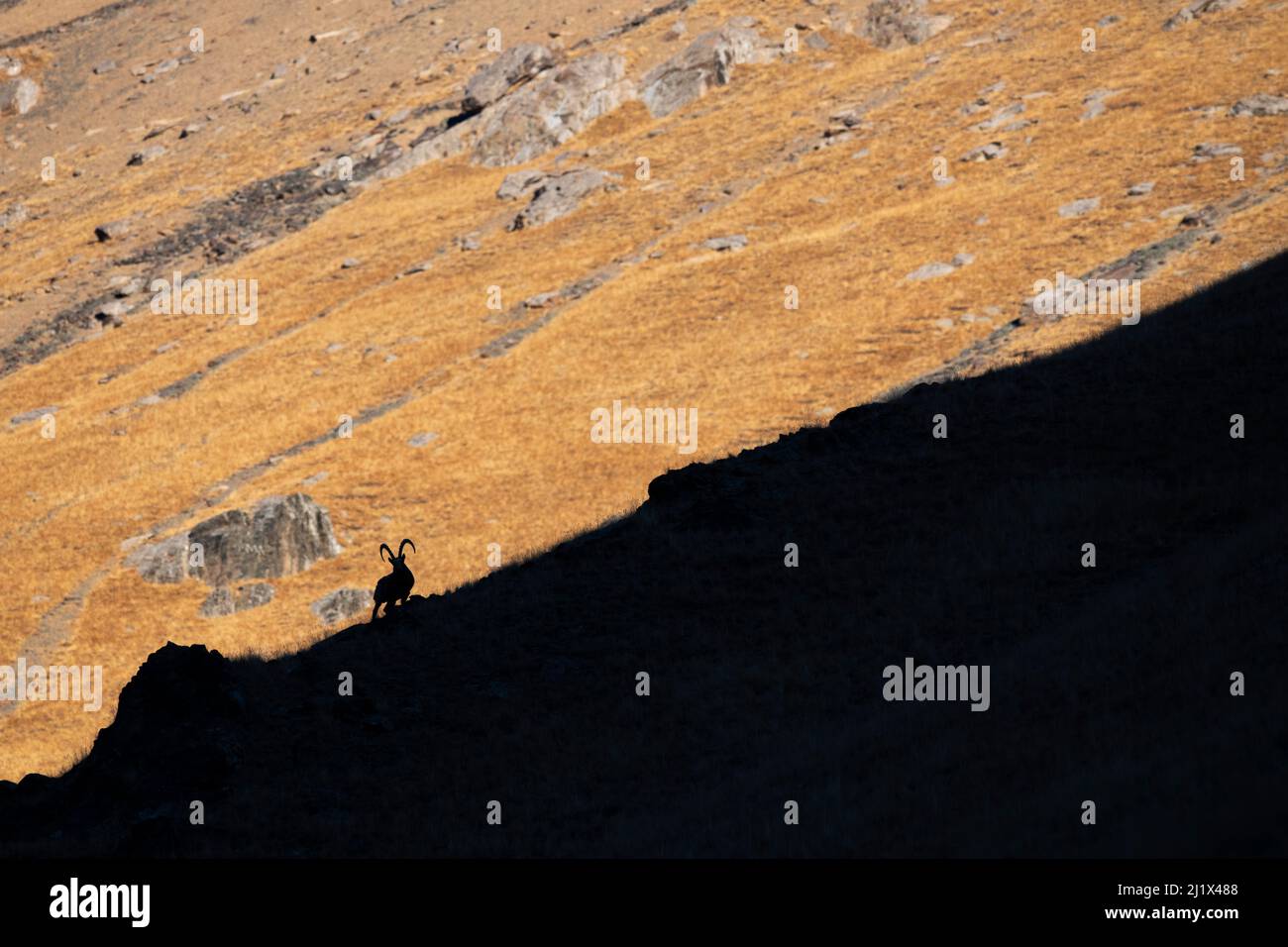 Siberian ibex (Capra sibirica) silhouetted on ridge, Tian Shan ...