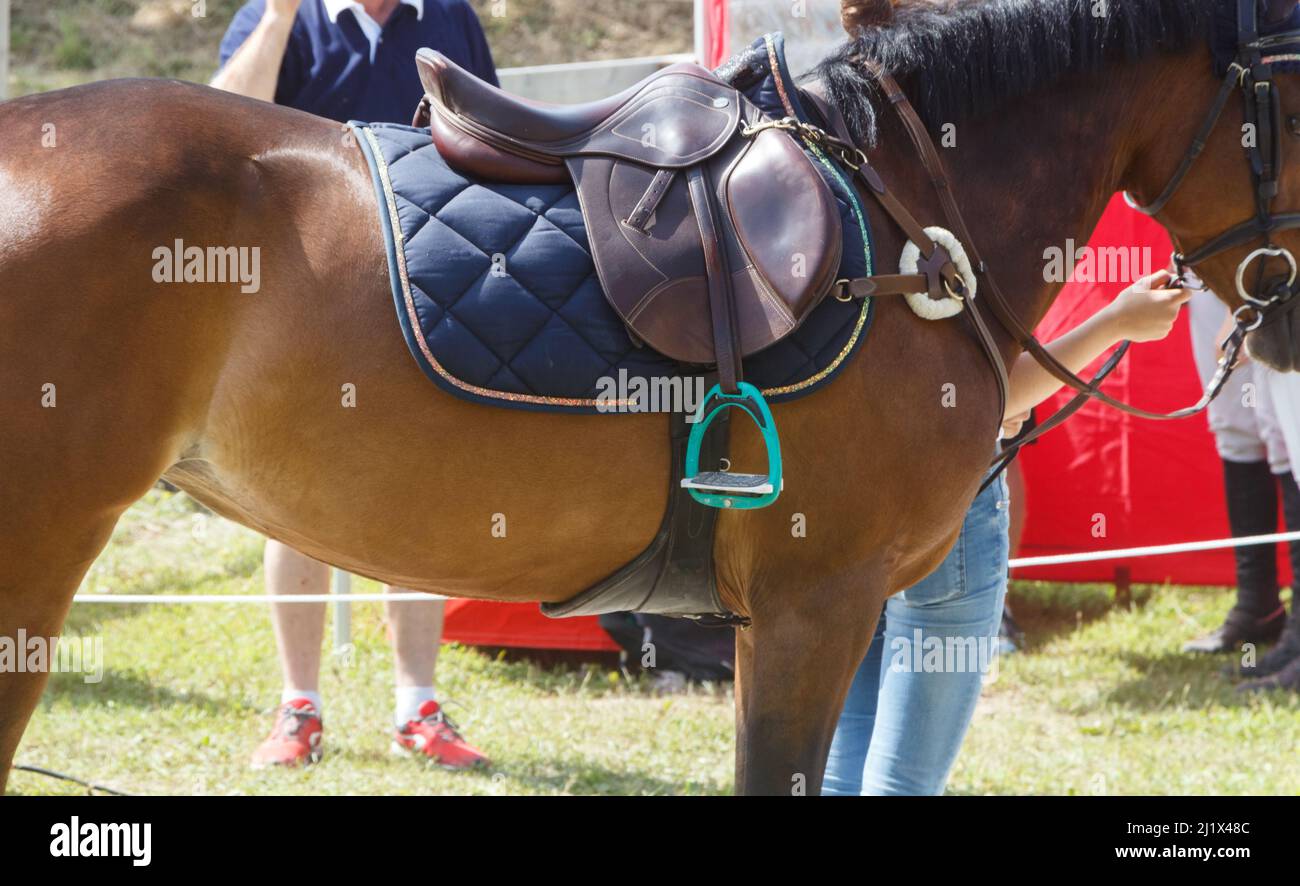 Saddle and blue pad on a bay horse Stock Photo - Alamy