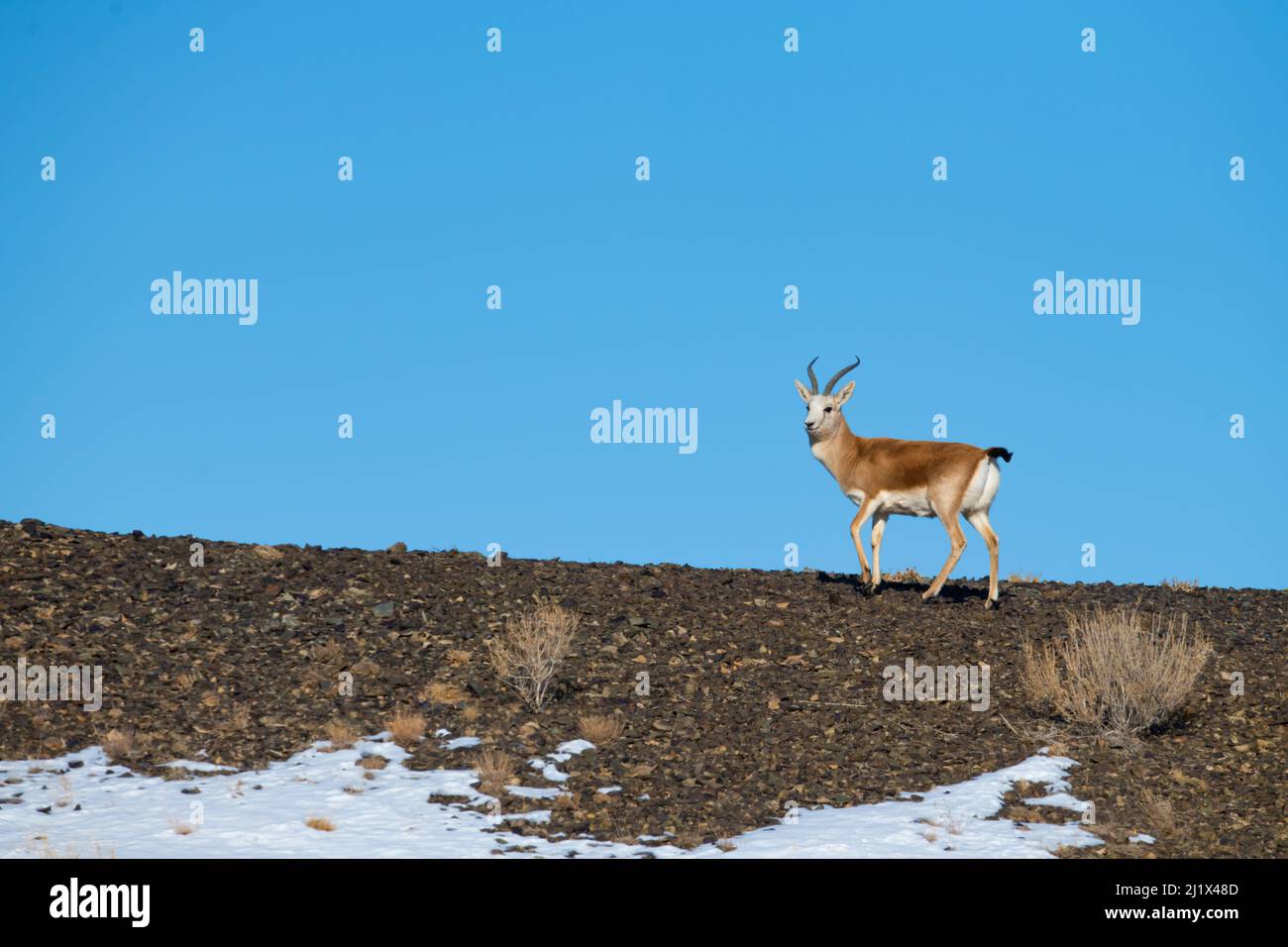 Goitered or Black-tailed gazelle (Gazella subgutturosa) male, Kalamaili ...