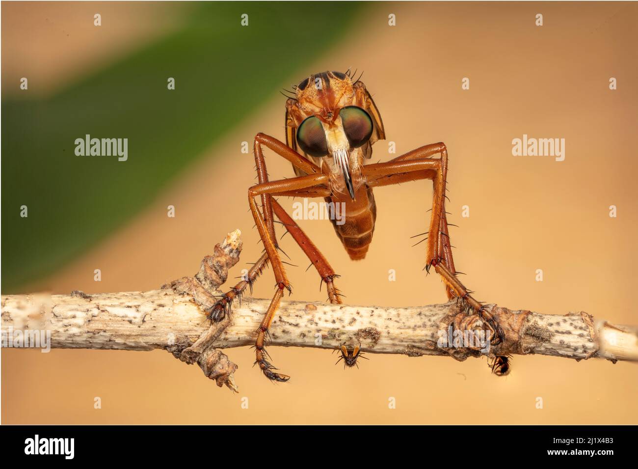 Hanging thief robber fly (Diogmites sp) Philadelphia, Pennsylvania, USA ...