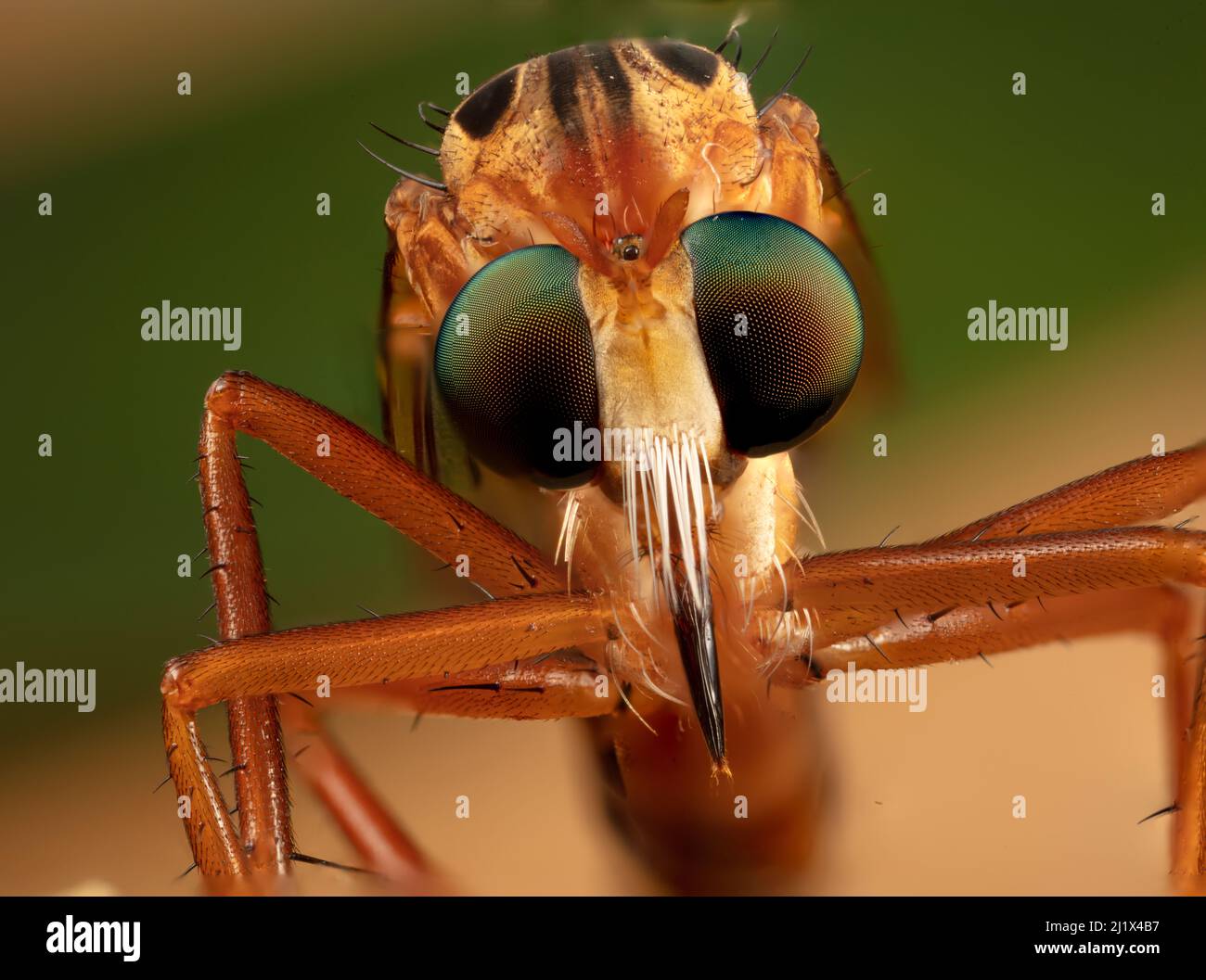 Hanging thief robber fly (Diogmites sp) close up of head and eyes ...