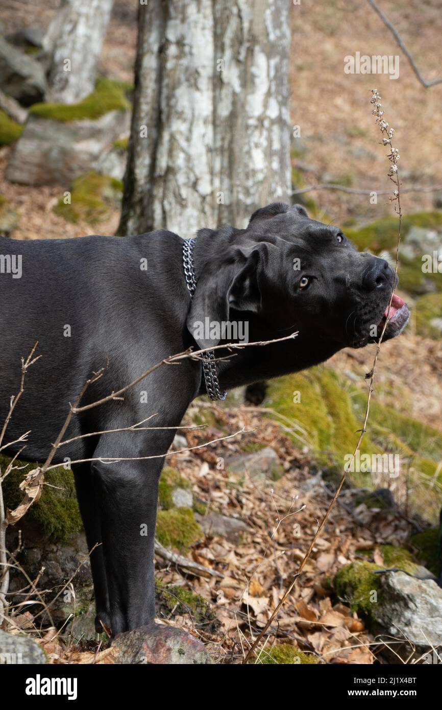 A vertical shot of a beautiful black dog with a metal collar playing in ...