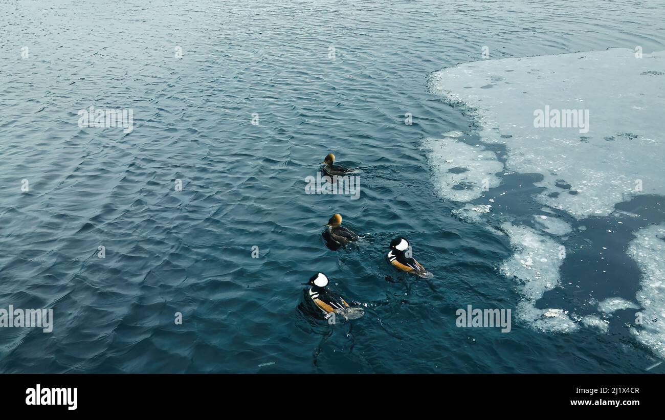 An icy pond with wood ducks swimming through the ice Stock Photo - Alamy