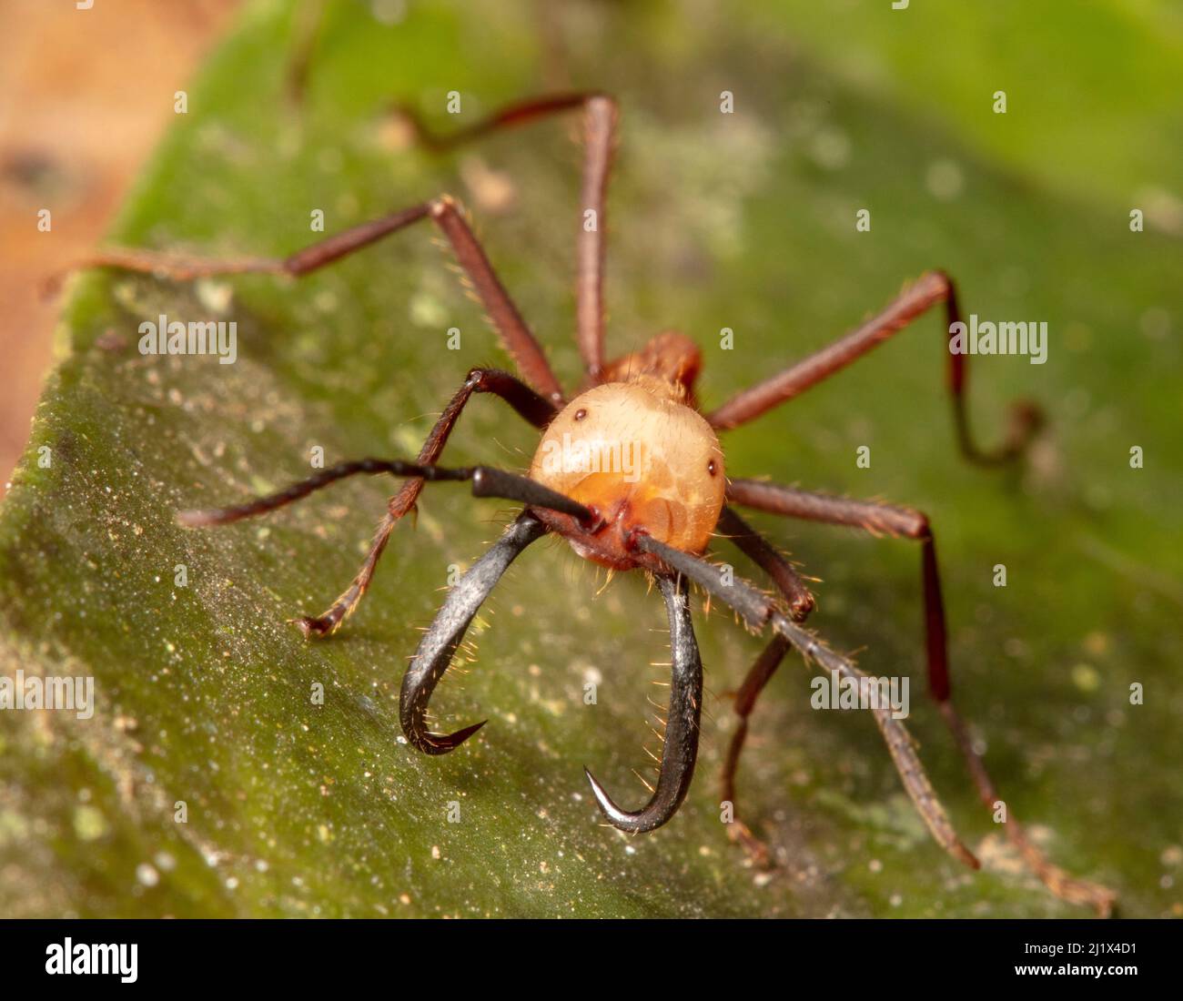 Eciton burchellii ant hi-res stock photography and images - Alamy