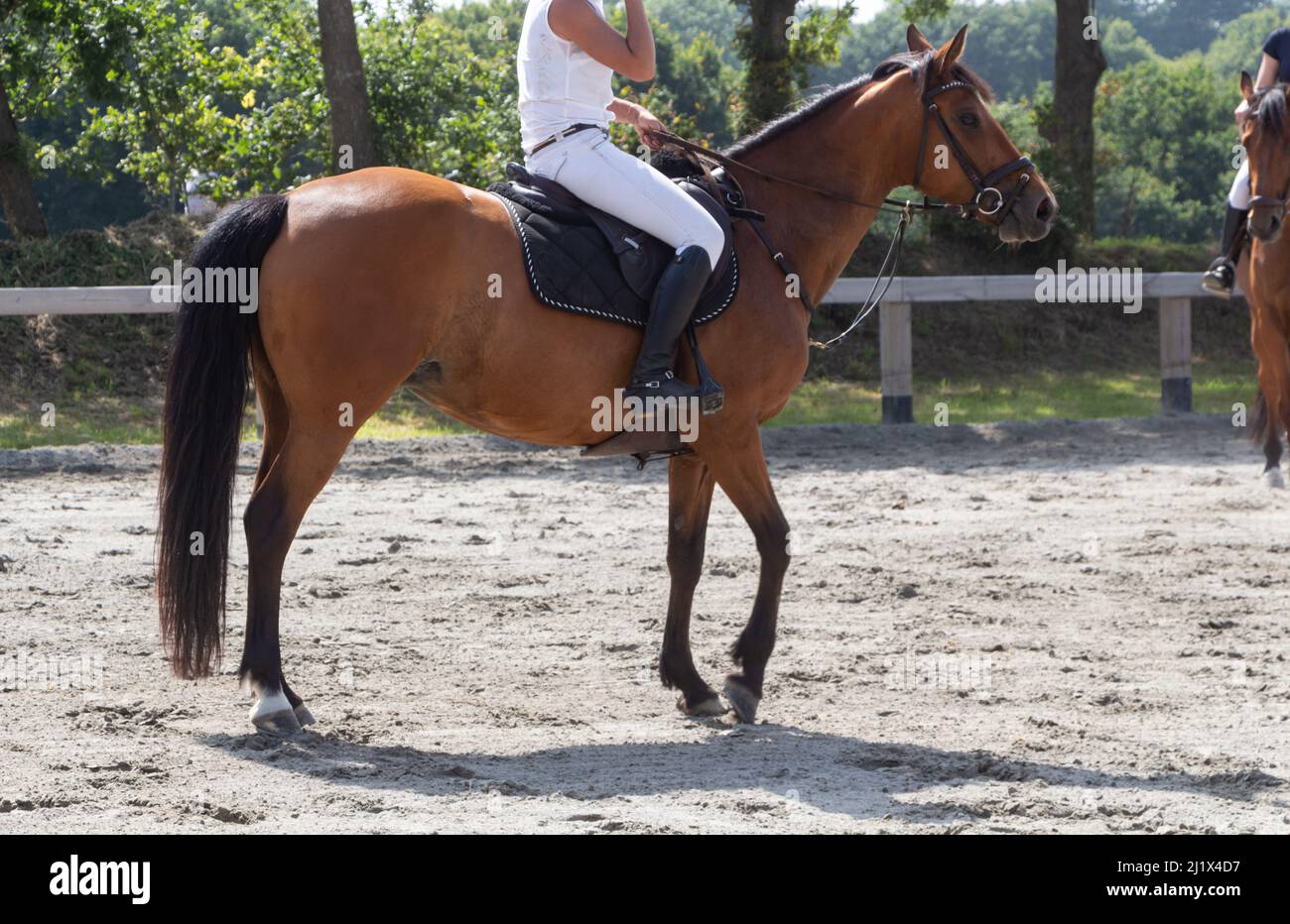 Woman riding a bay horse at walking pace Stock Photo - Alamy