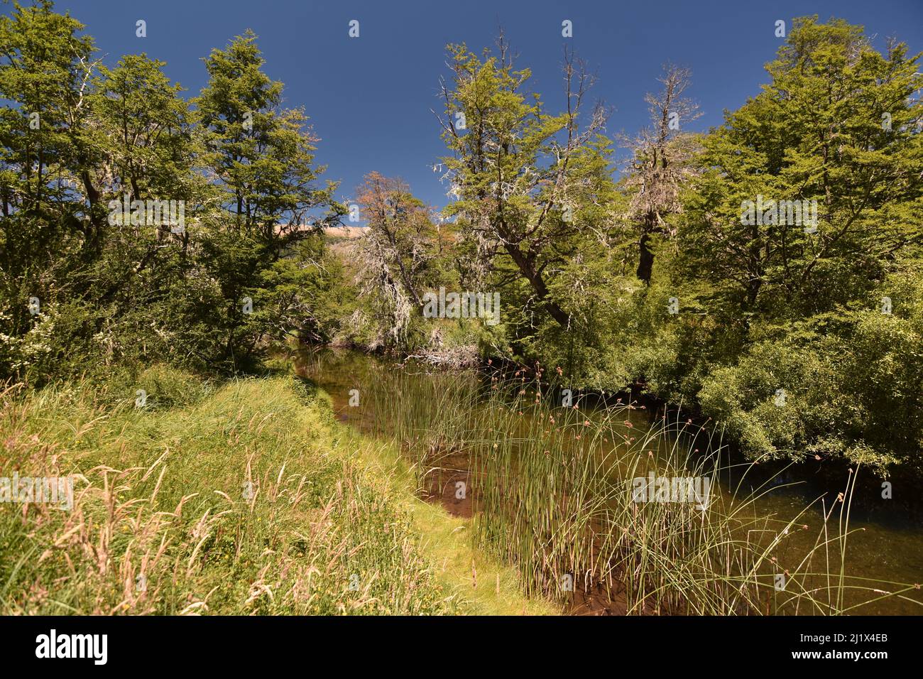A view of little stream surrounded by trees and grasses in Villa ...