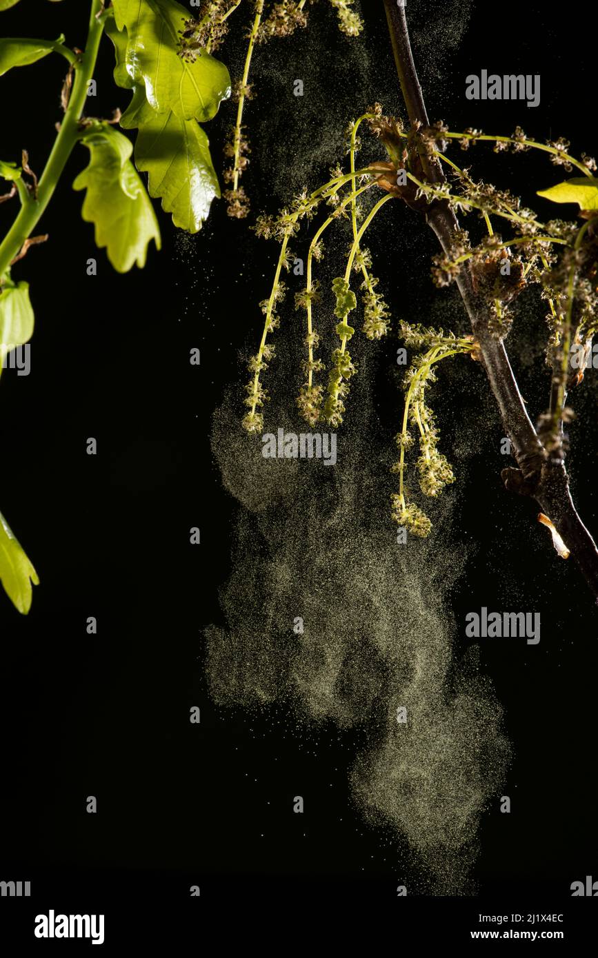 Common oak (Quercus robur) fowers shedding pollen. Surrey, UK. April ...
