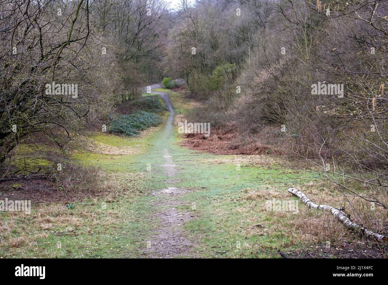 An empty long pathway in the forest with leafless trees and green grass ...
