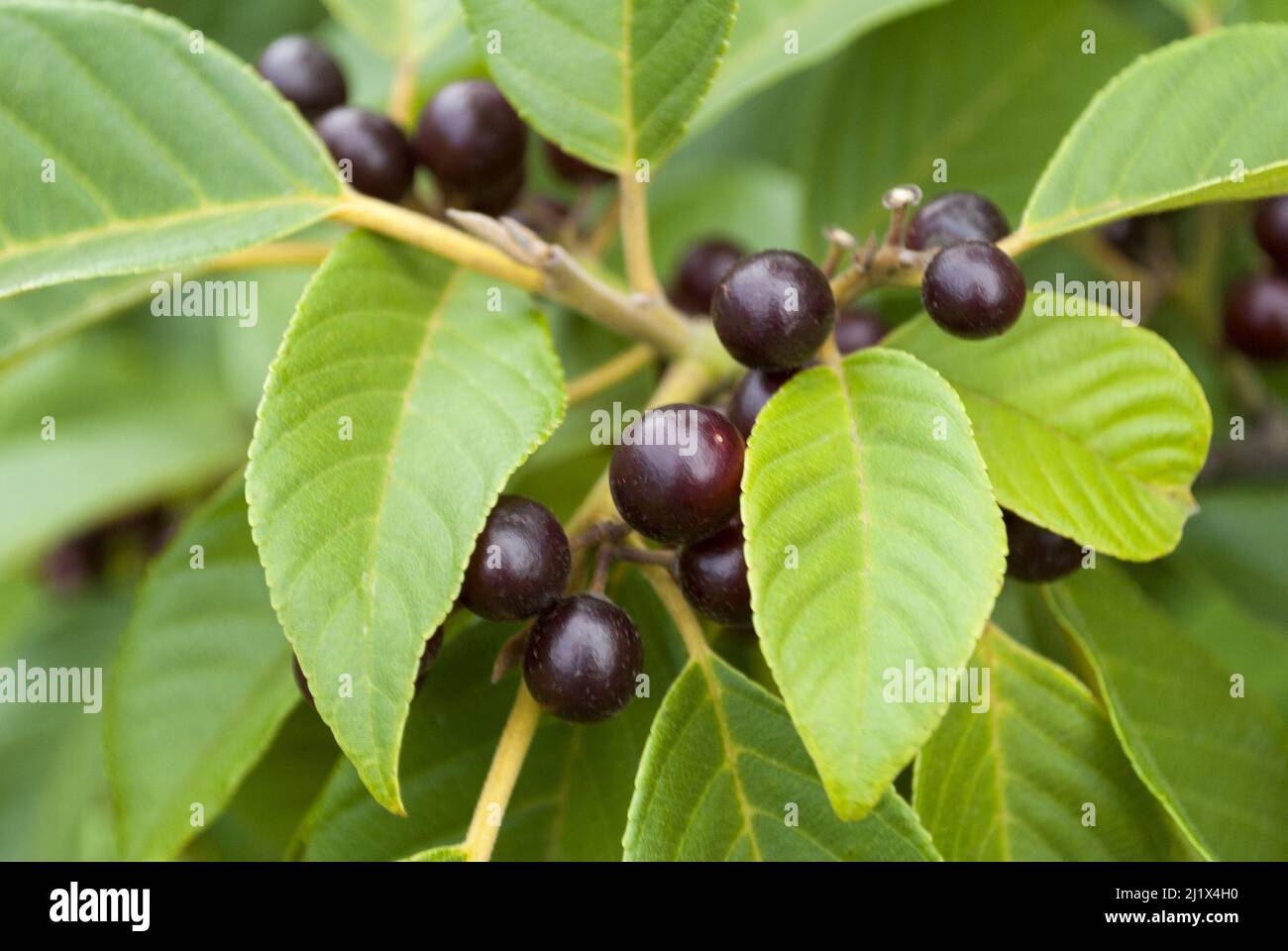 Branches with natural fruits, food for birds and other species ...