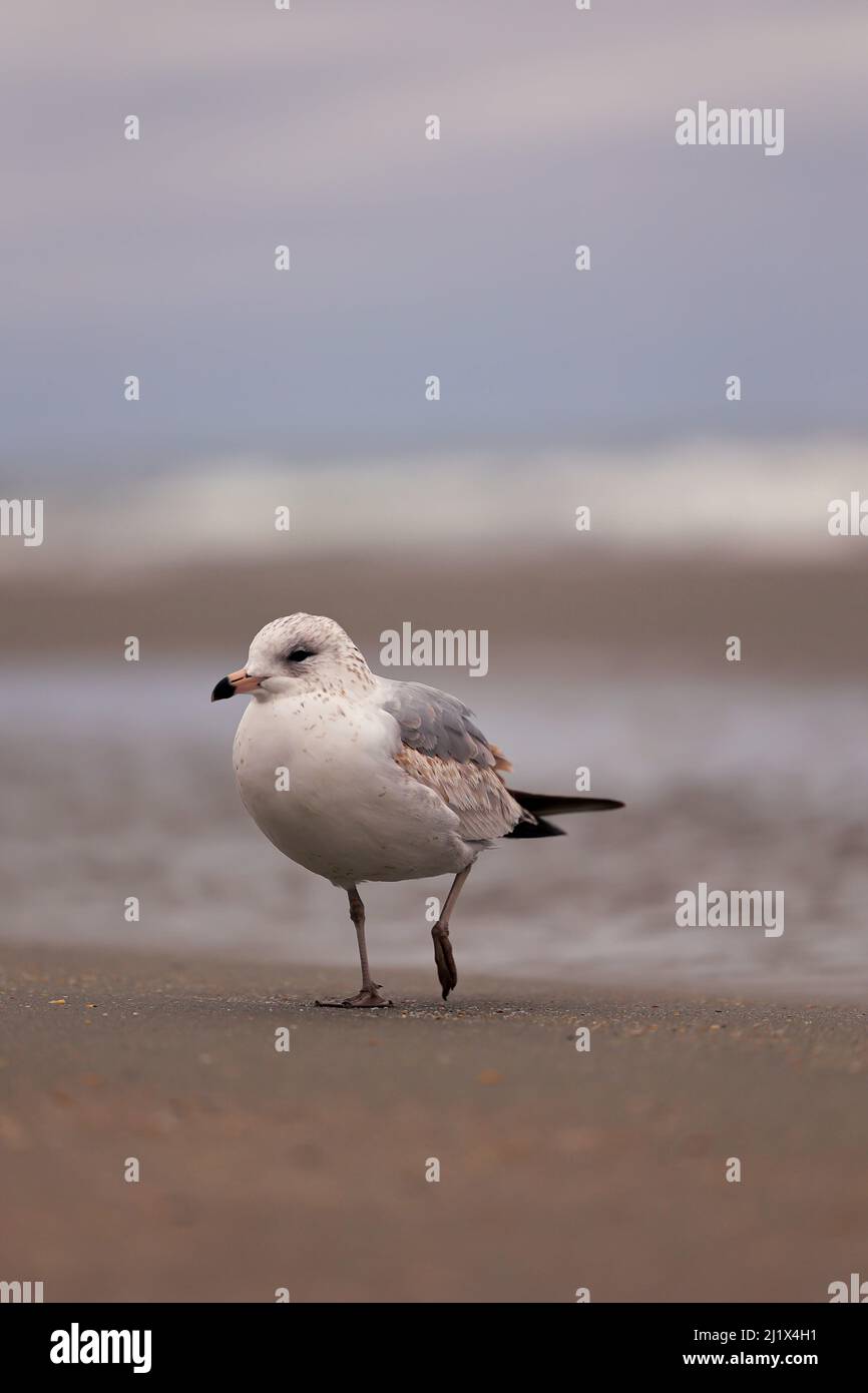 Delaware gull hi-res stock photography and images - Alamy