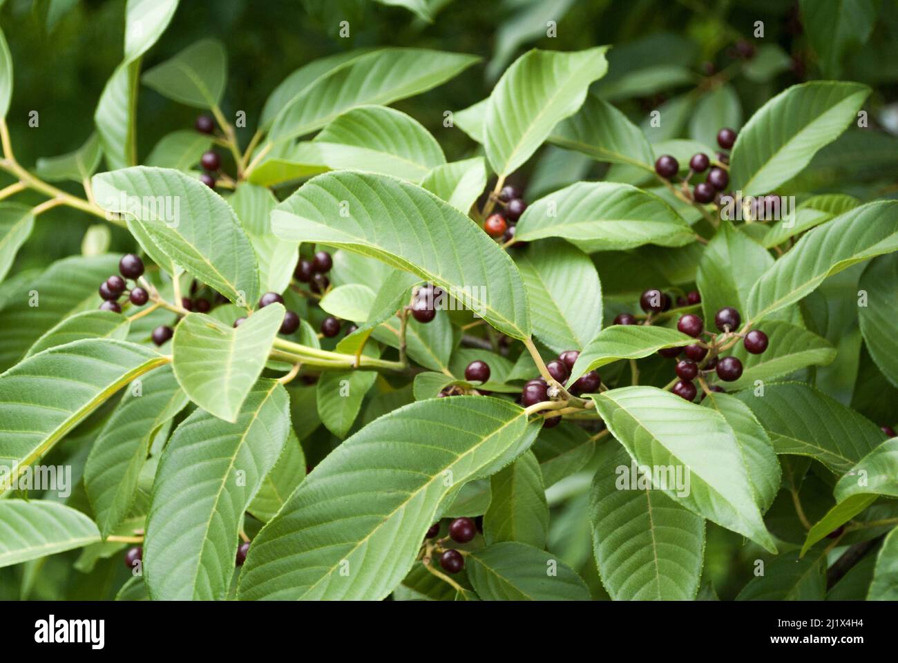 Branches with natural fruits, food for birds and other species ...