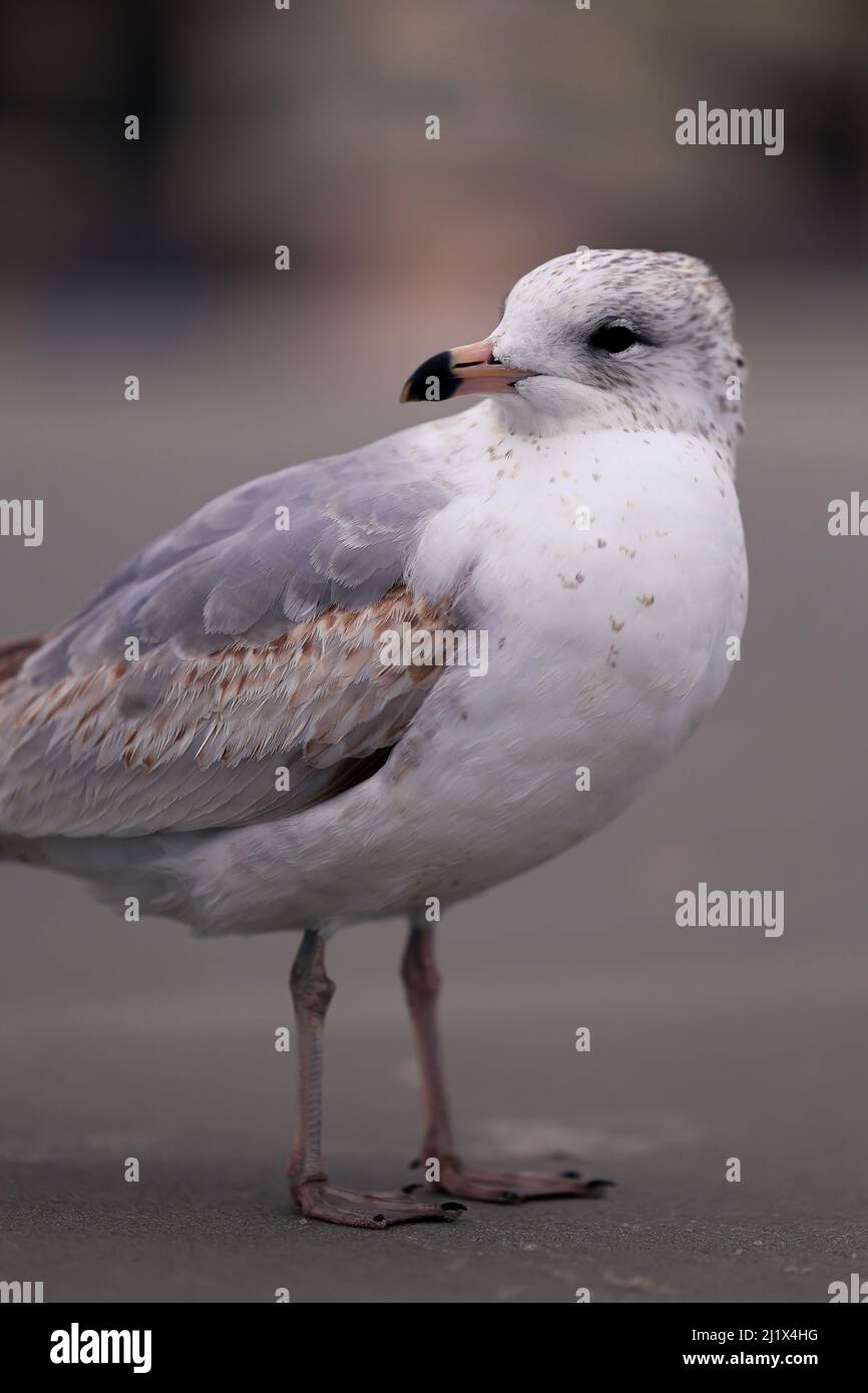 Delaware gull hi-res stock photography and images - Alamy