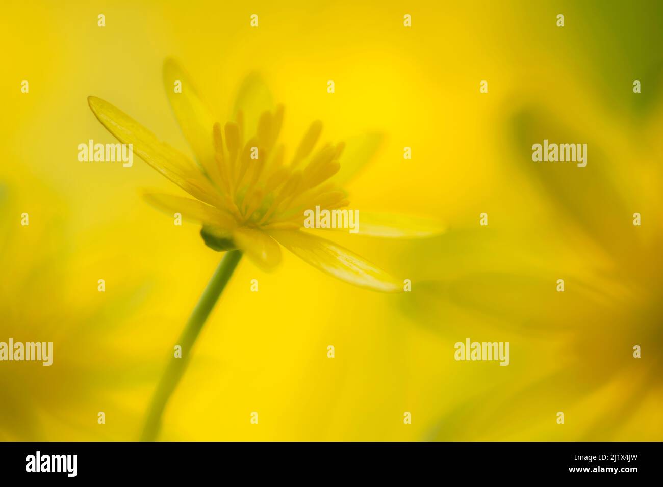 Lesser celandine flower (Ranunculus ficaria), Cornwall, England, UK ...