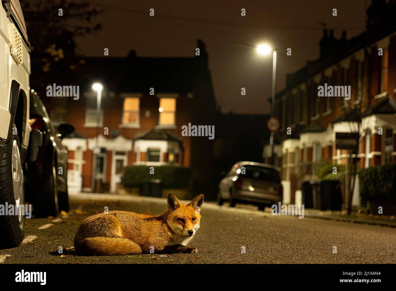 Red fox (Vulpes vulpes) rests in an urban street at night, London ...