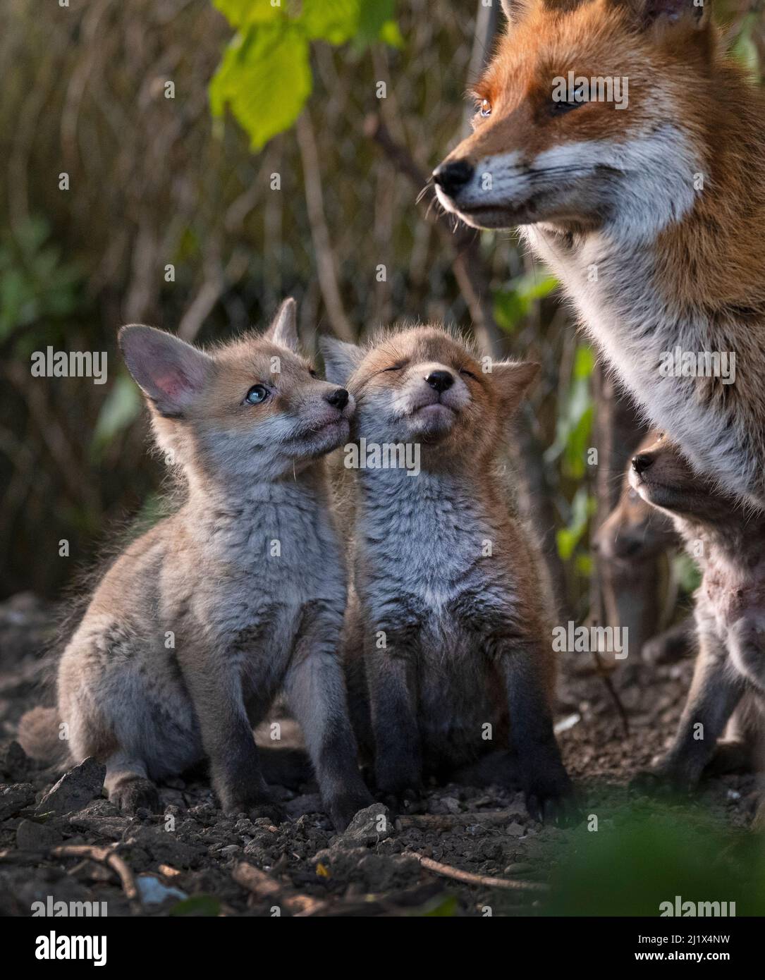 Red fox cub london hi-res stock photography and images - Alamy