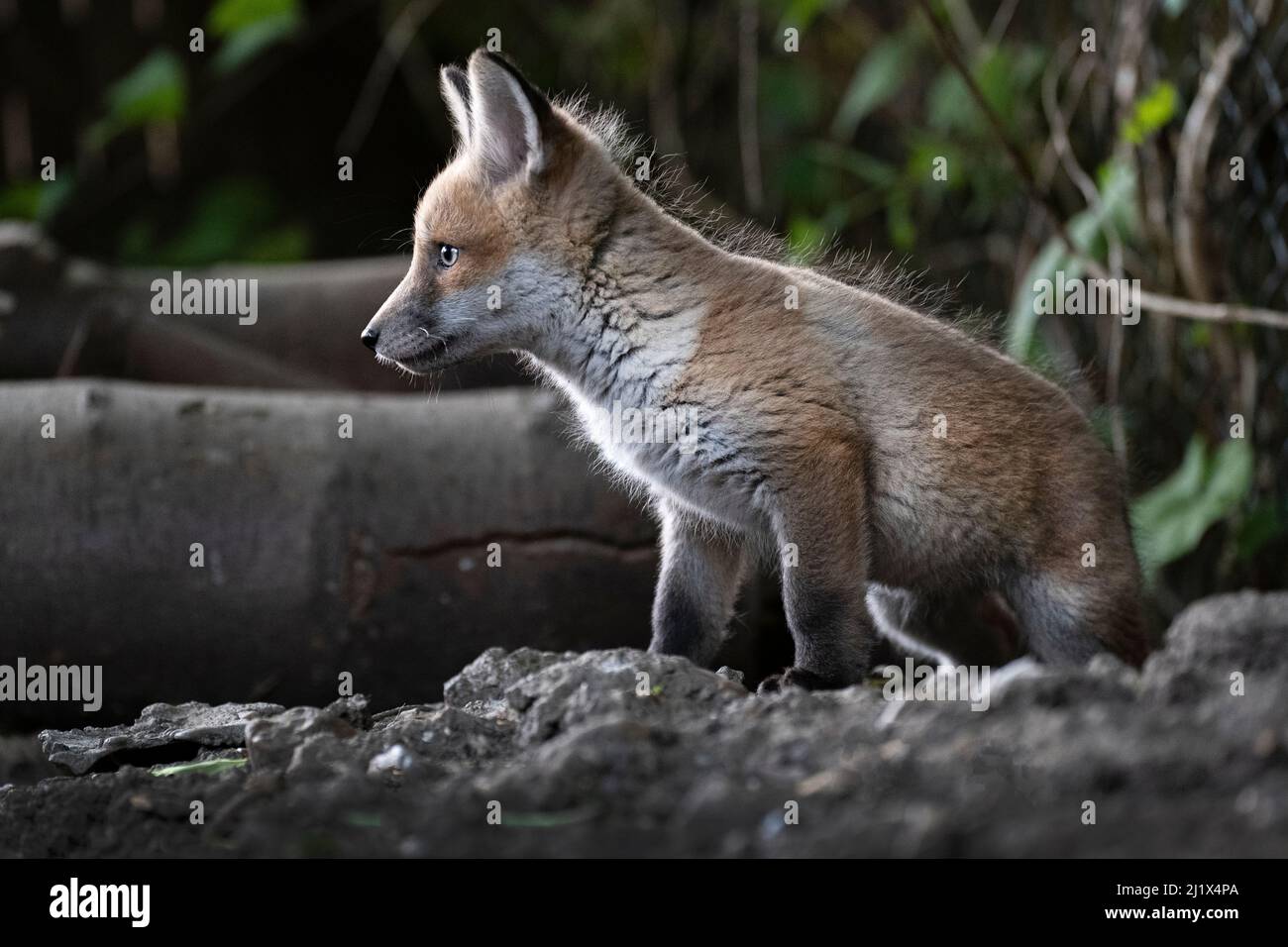 Red fox (Vulpes vulpes) cub at the entrance to the den on allotment ...